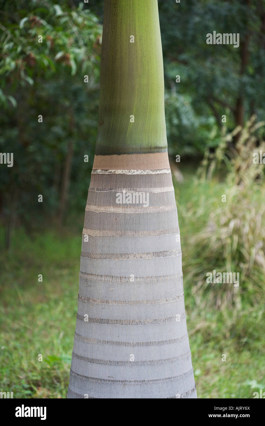 Cocos nucifera. Close up of the growth of a coconut palm tree trunk in ...