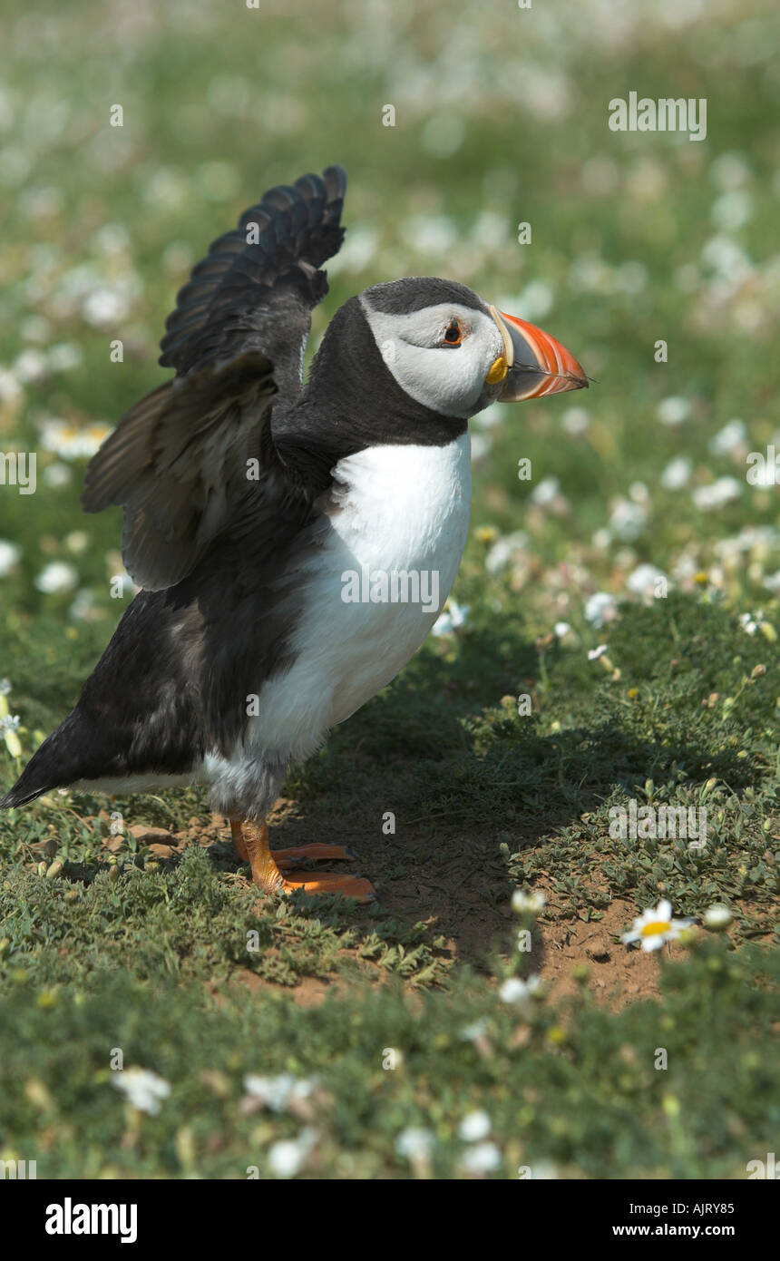 Puffin spreading its wings hi-res stock photography and images - Alamy