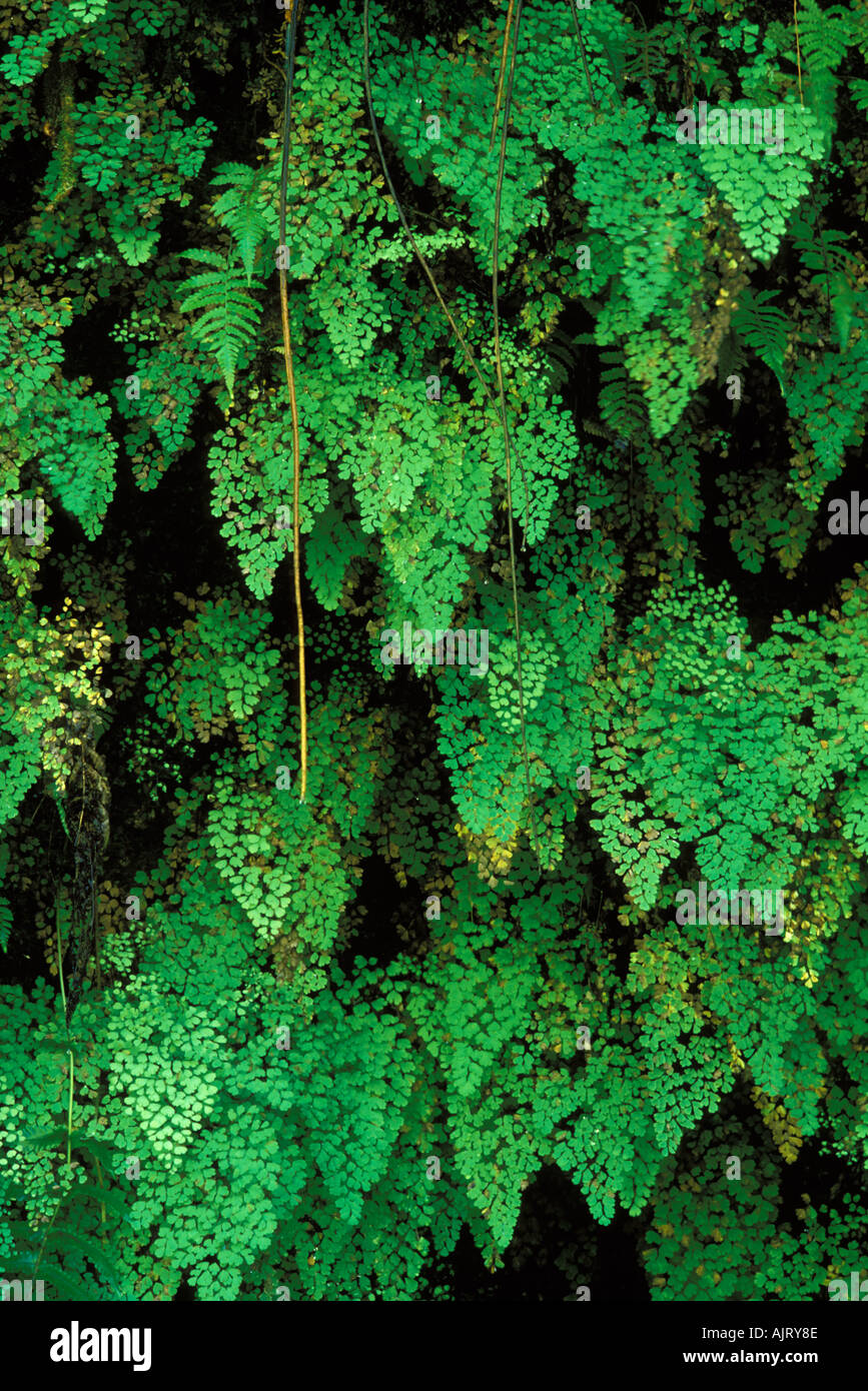 Maiden hair ferns grow along the road to Hana, Maui, Hawaii Stock Photo ...