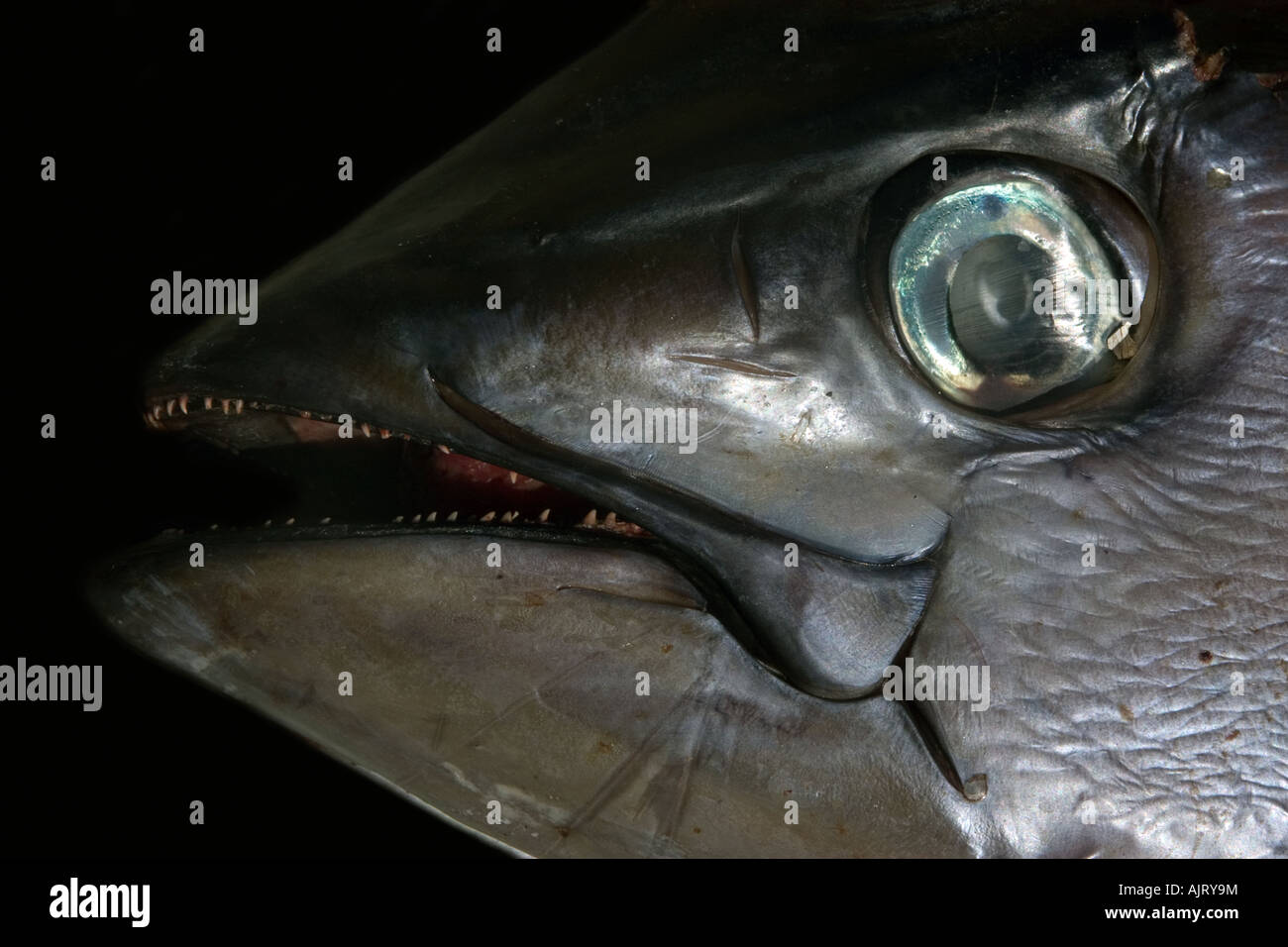 Bigeye tuna Thunnus obesus head detail St Peter and St Paul s rocks ...