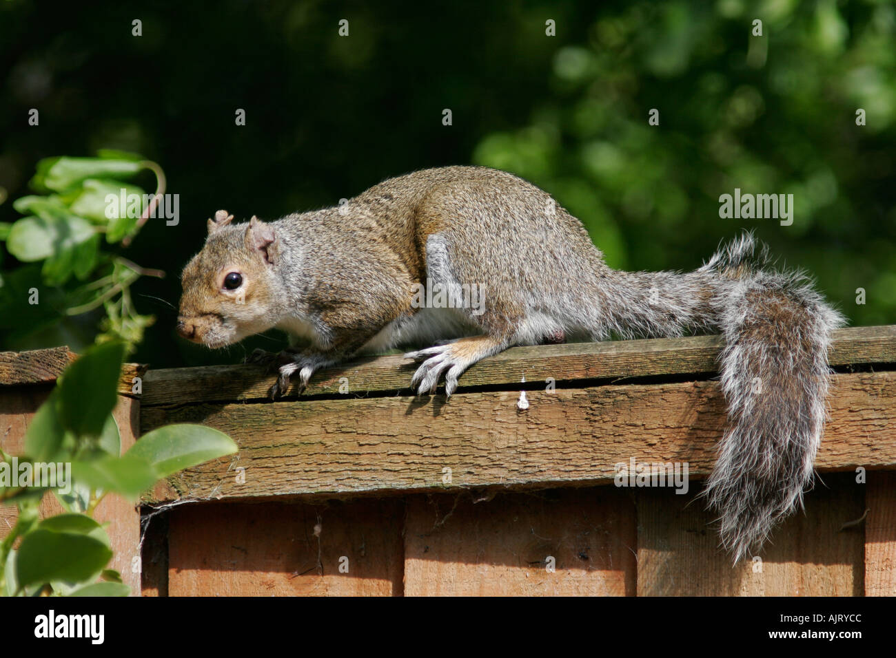Grey Squirrel on garden fence Stock Photo - Alamy