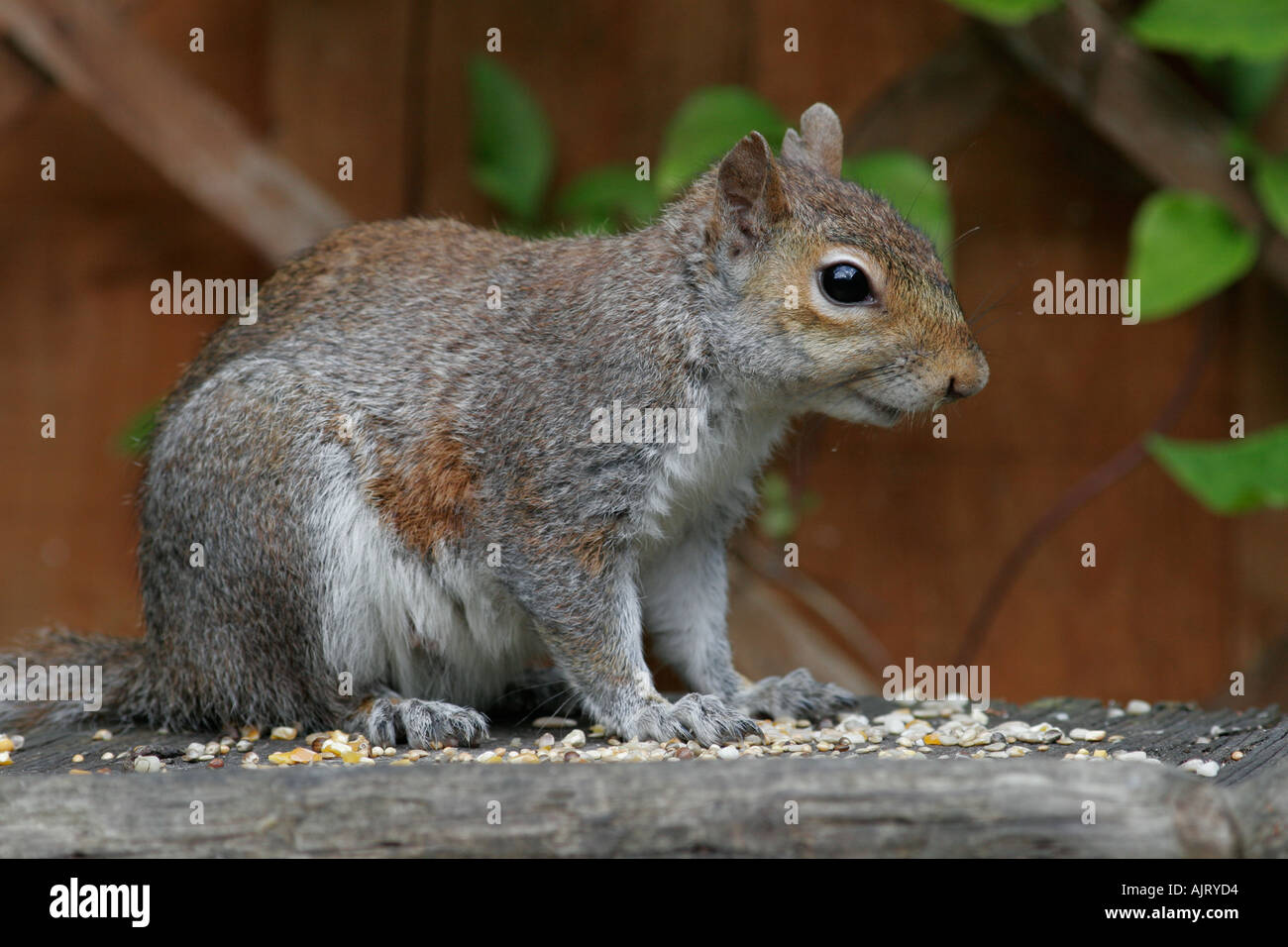 Grey garden table hi-res stock photography and images - Alamy