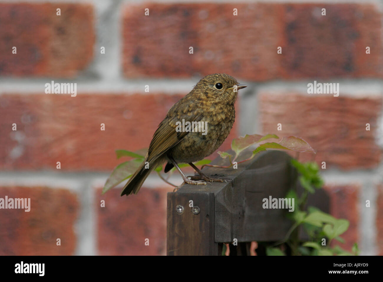 Juvenile robin hi-res stock photography and images - Alamy