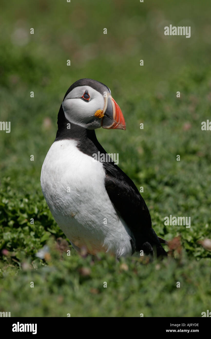 Puffin on sea hi-res stock photography and images - Alamy