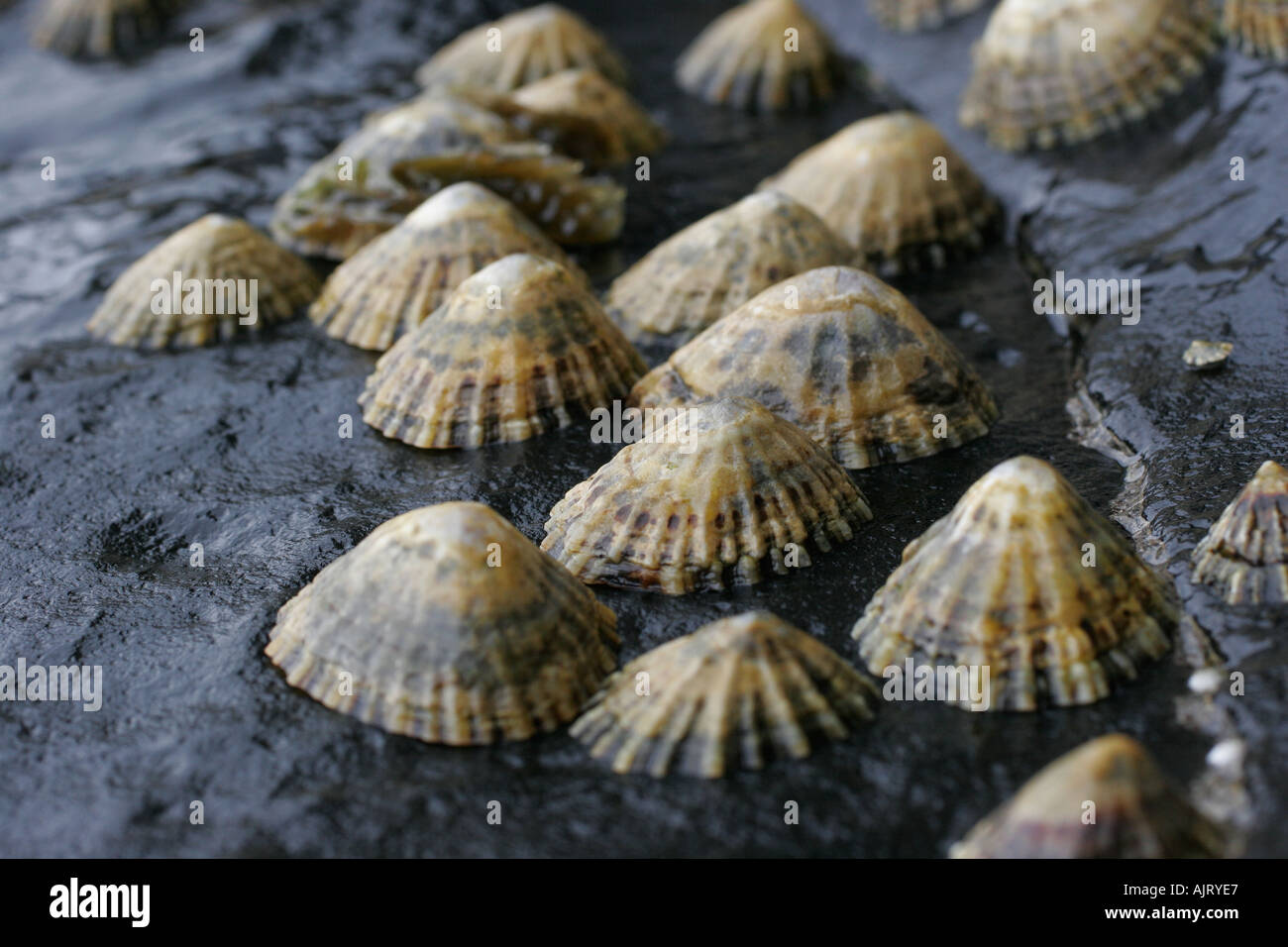 Sea shells on rock Stock Photo - Alamy
