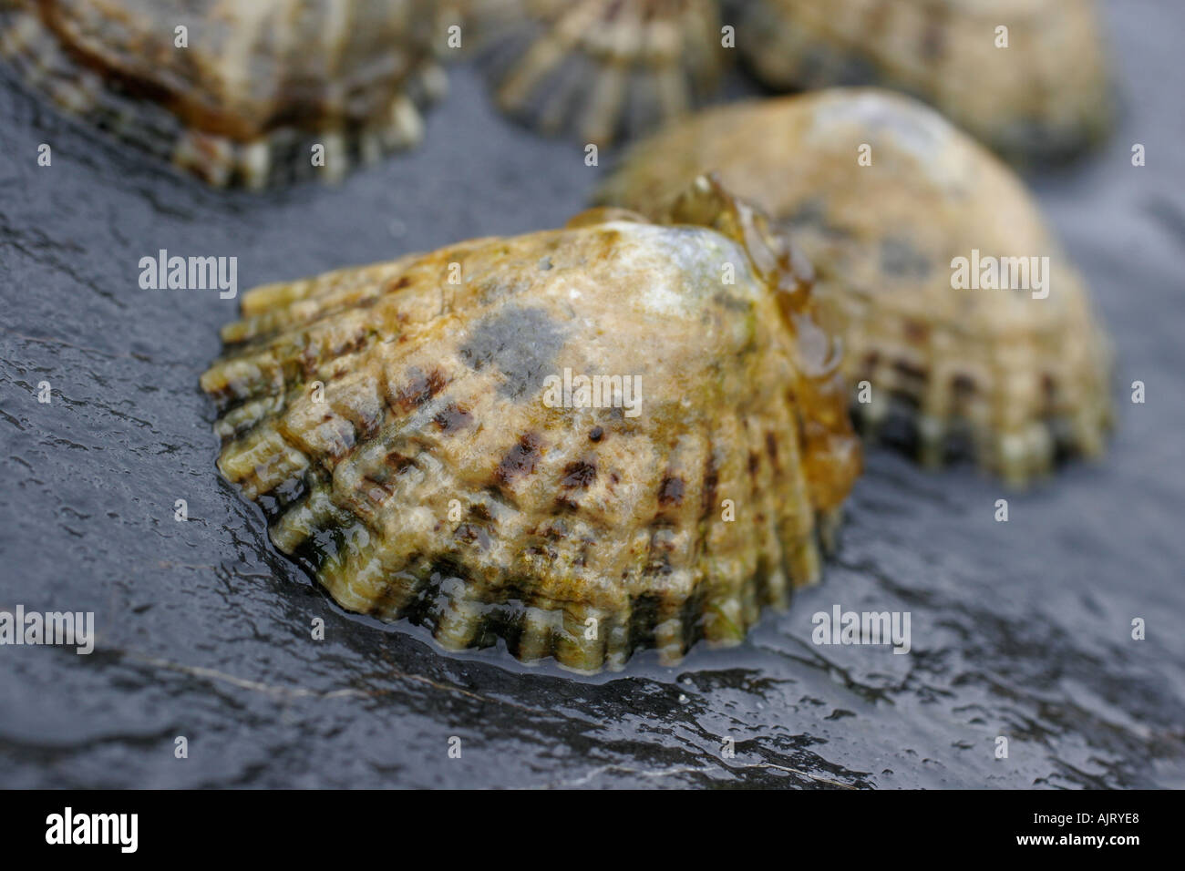 Sea shells on rock Stock Photo - Alamy