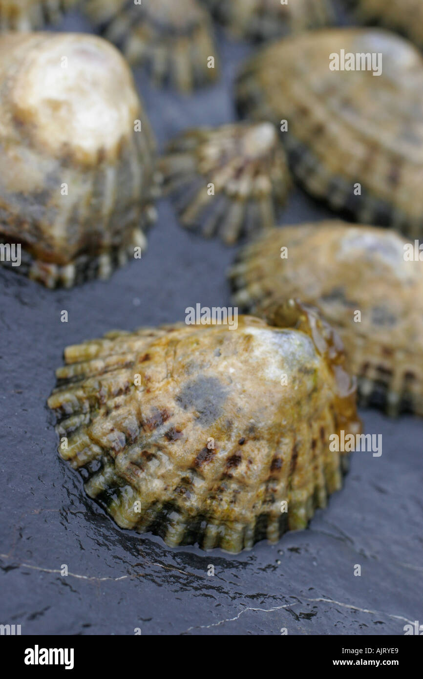 Attached shells hi-res stock photography and images - Alamy