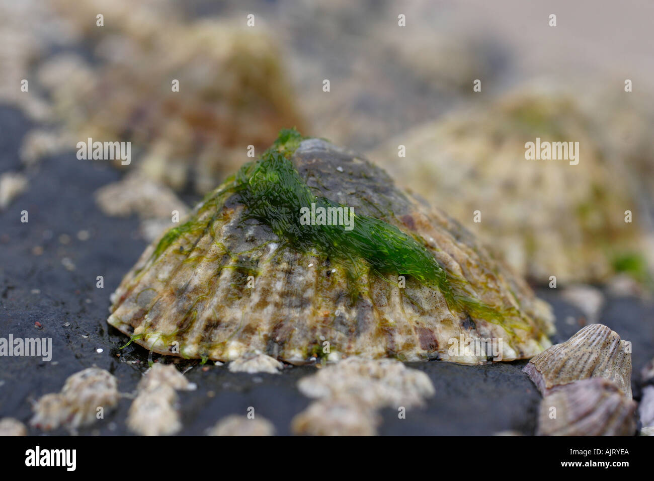 Close up of sea shell on the rock hi-res stock photography and images ...