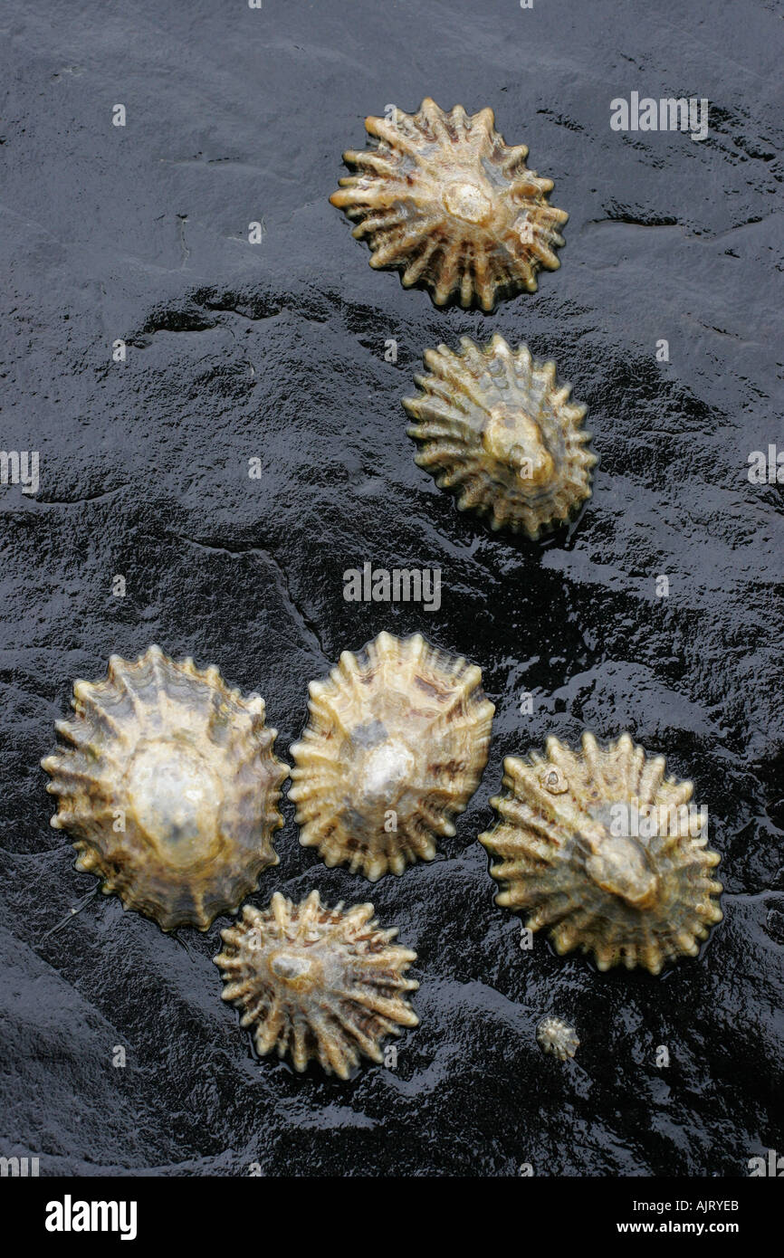 Sea shells on rock Stock Photo - Alamy