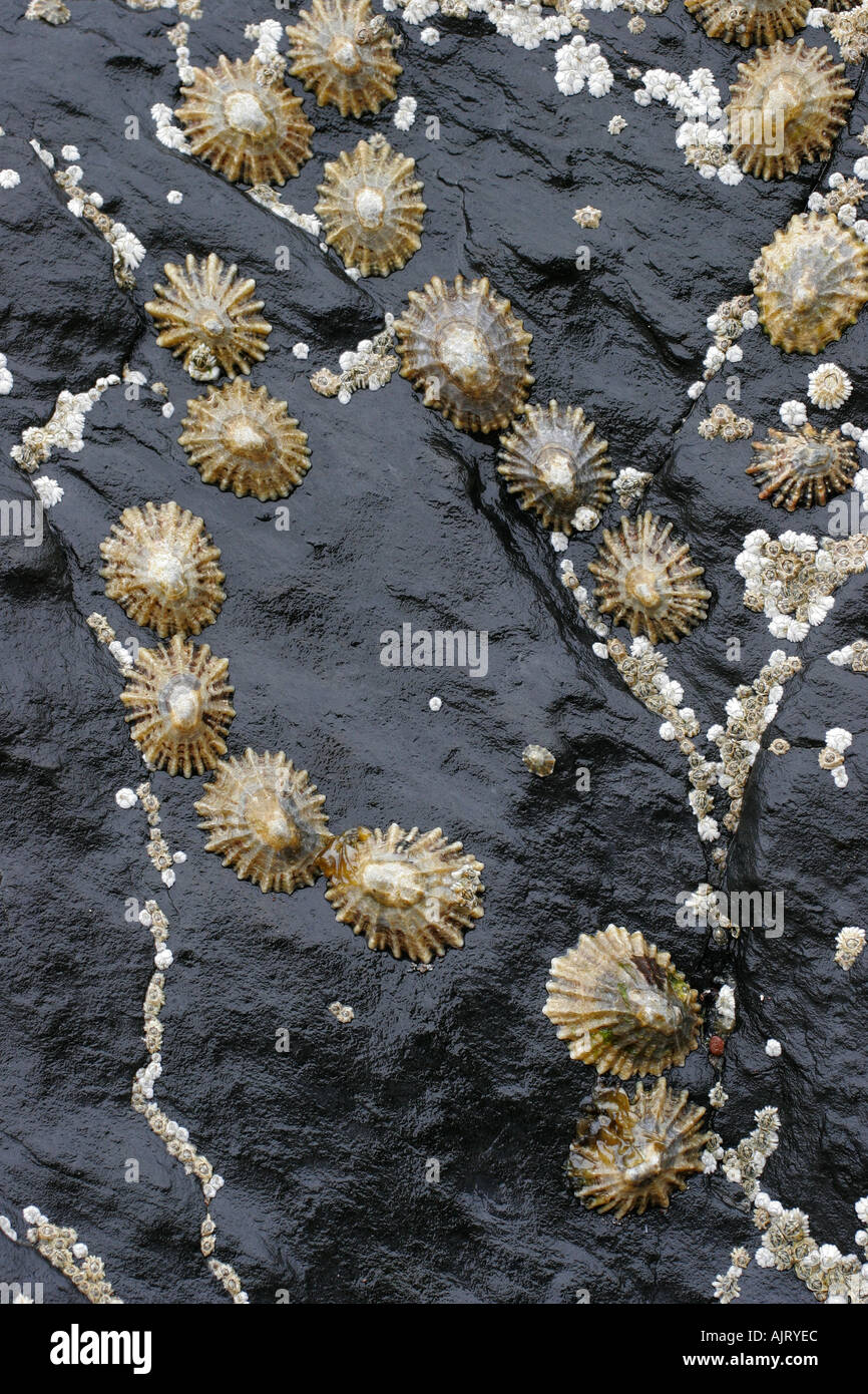 Sea shells on rock Stock Photo - Alamy