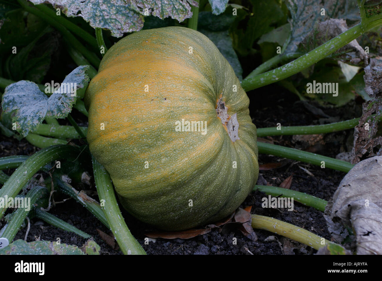 Allotment garden august hi-res stock photography and images - Alamy
