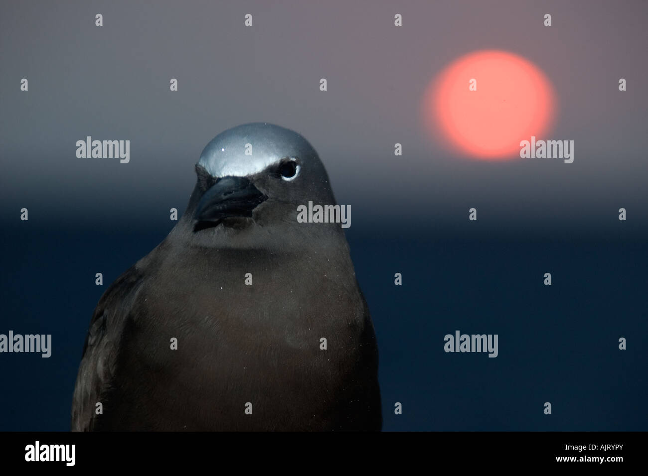 Brown noddy Anous stolidus and sun St Peter and St Paul s rocks Brazil ...