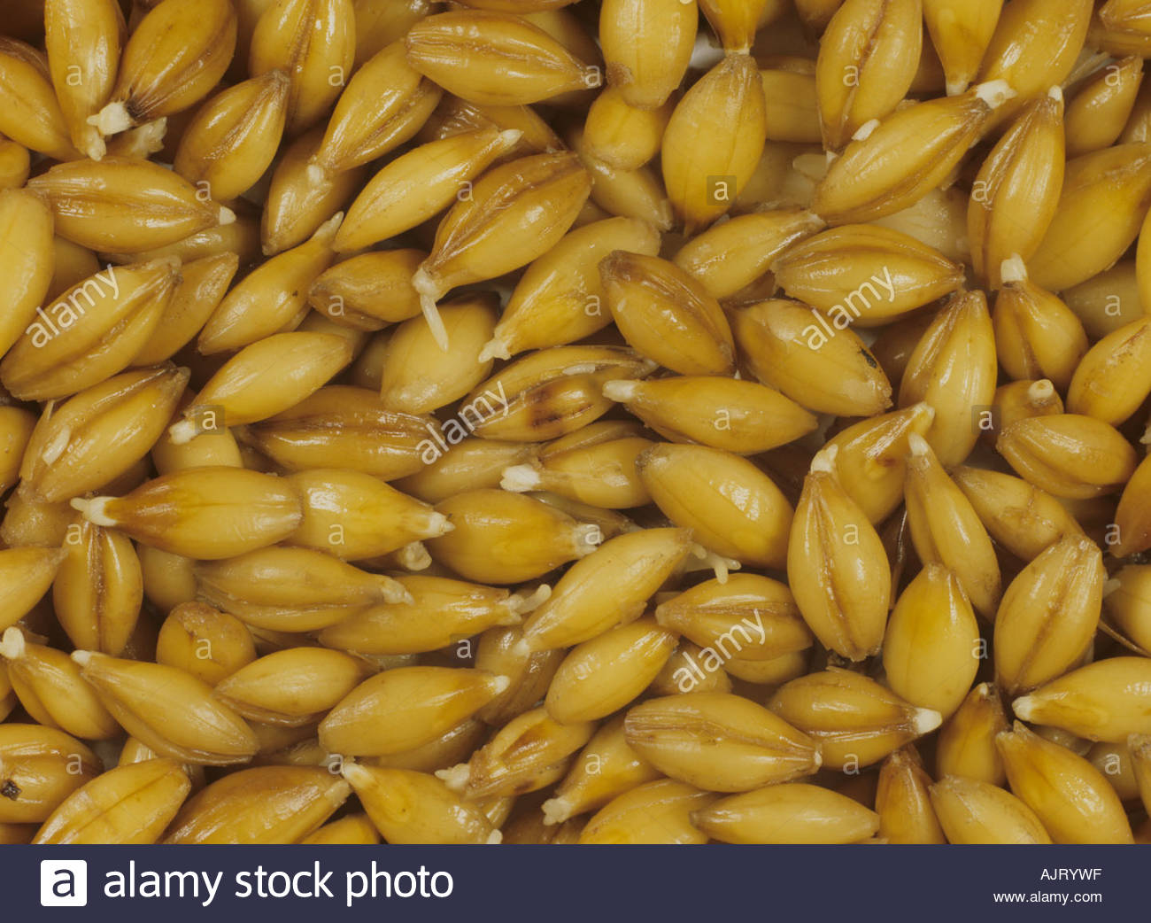 Malting Barley Stock Photos & Malting Barley Stock Images - Alamy