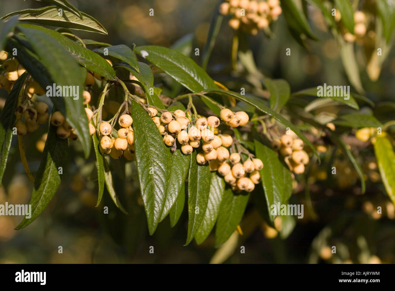 Cotoneaster salicifolius Rothschildianus, evergreen shrub bearing ...