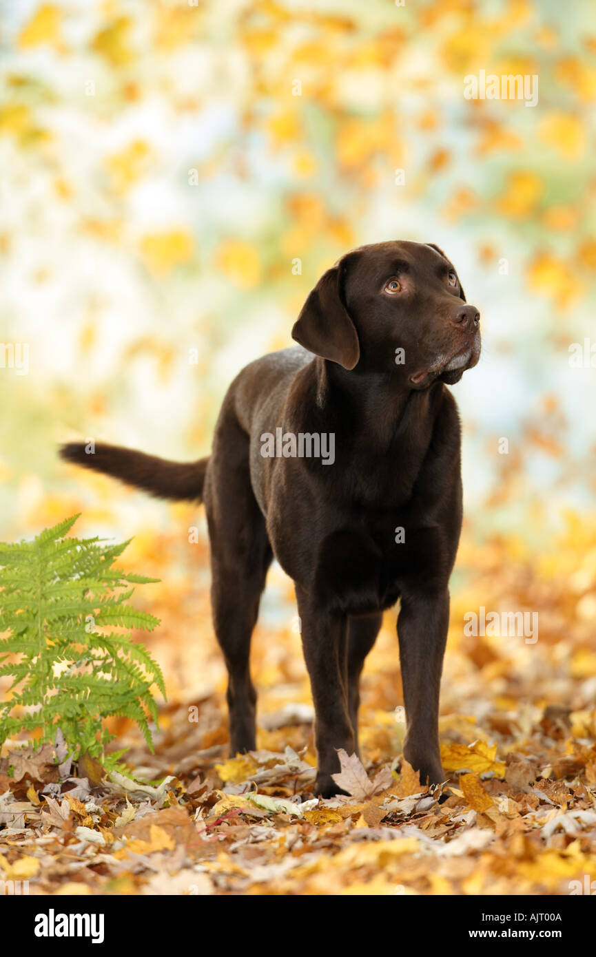 Labrador Retriever dog - standing in autumn foliage Stock Photo - Alamy