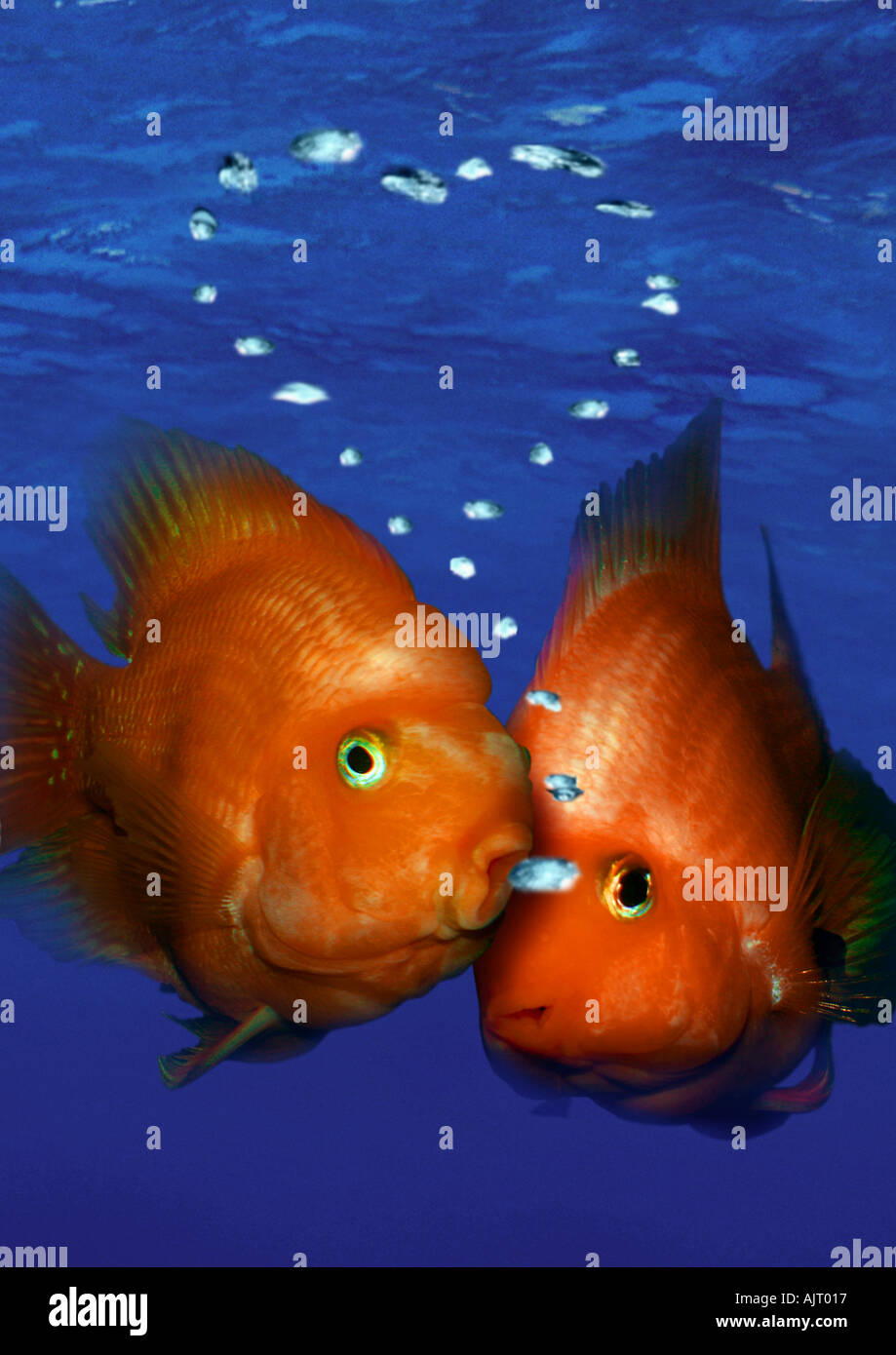 two fishes - smoochin Stock Photo - Alamy