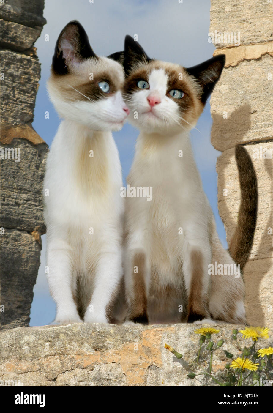 Two Cat Smooching High Resolution Stock Photography and Images - Alamy