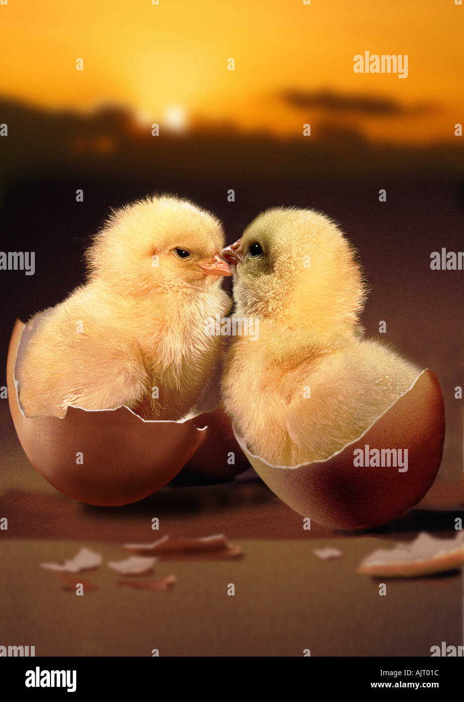 two chicks in egg shells - cuddle Stock Photo - Alamy