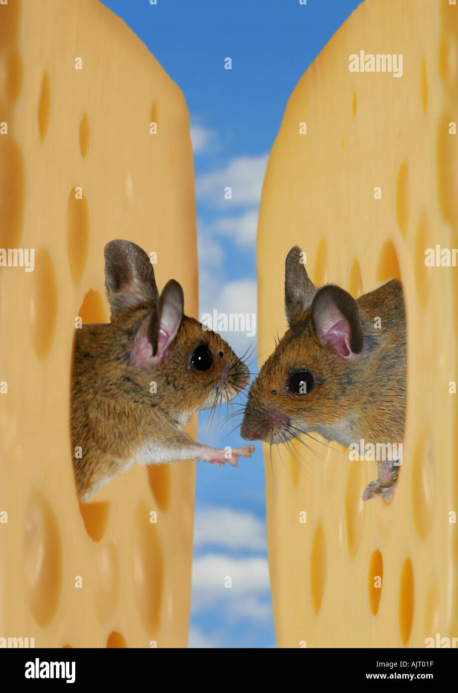 Two mice hi-res stock photography and images - Alamy