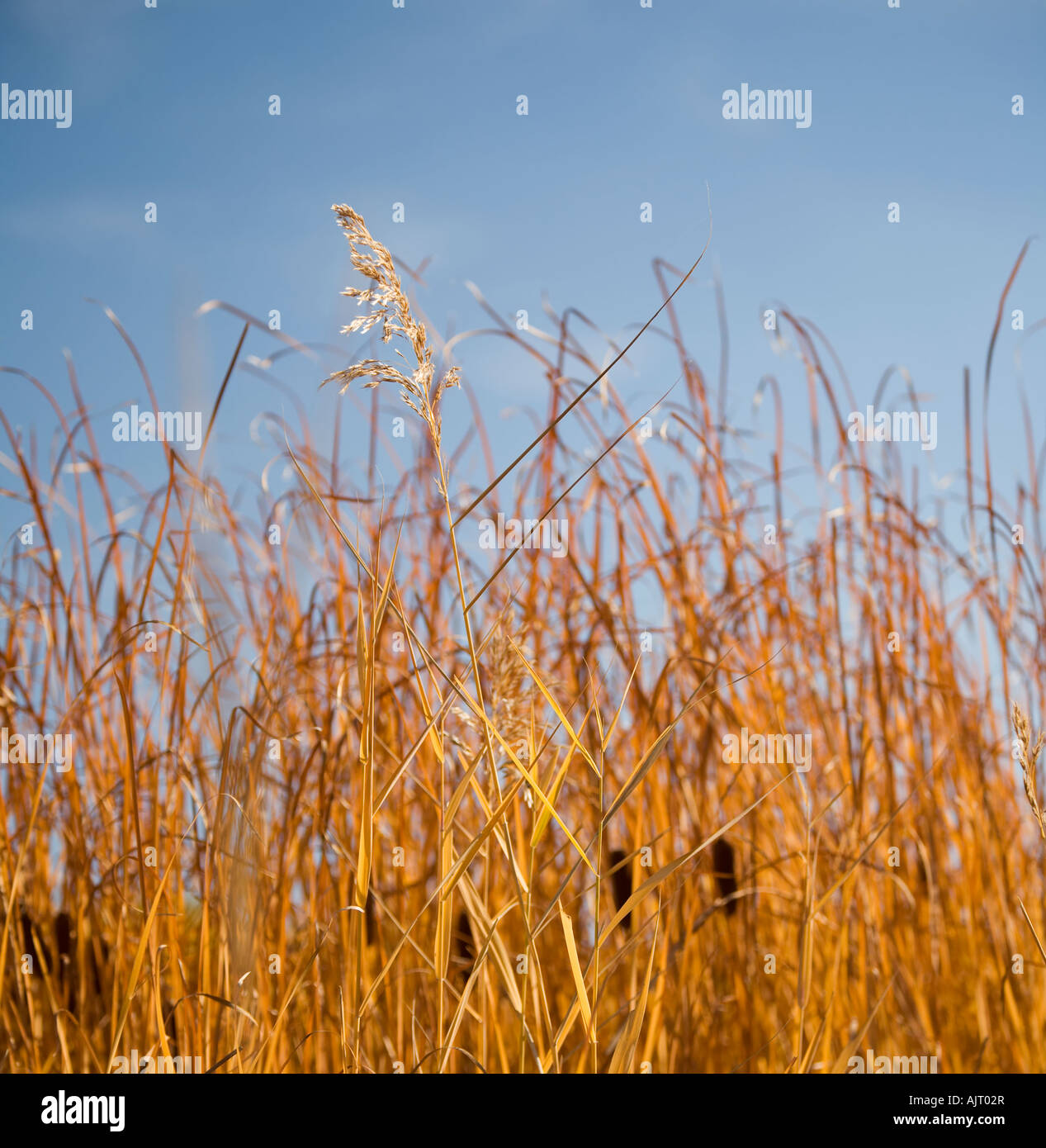 Water bulrush in late fall autumn, Volga Akhtuba plain, Russia Stock ...