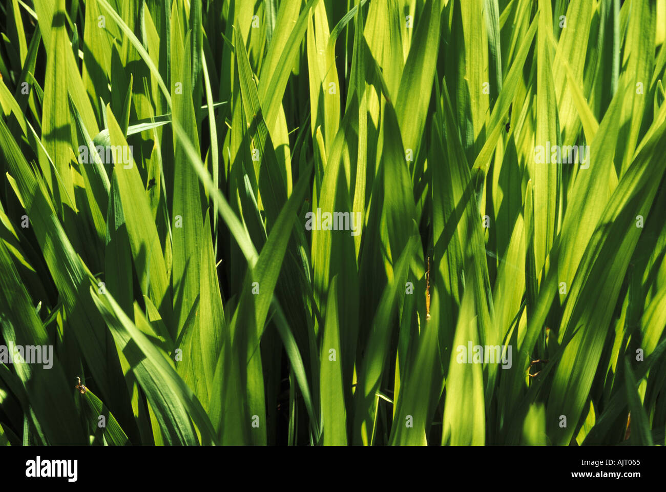 Mass of plant leaves Stock Photo - Alamy