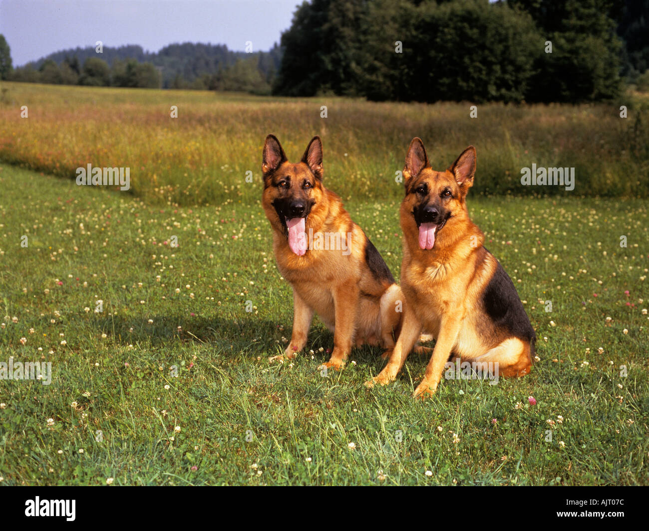 Two german shepherds hi-res stock photography and images - Alamy