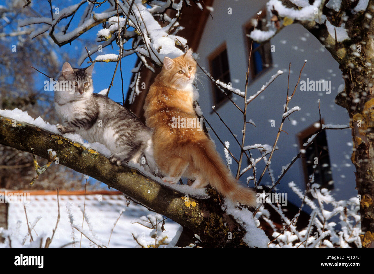 two Maine Coon cats on branch in snow Stock Photo - Alamy