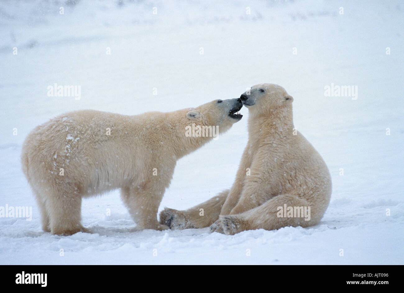 two polar bears - playing / Ursus maritimus Stock Photo - Alamy