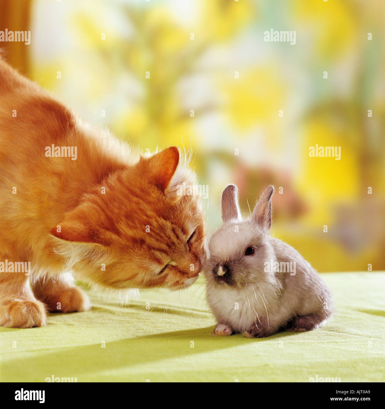 Rabbit And Cat High Resolution Stock Photography and Images - Alamy
