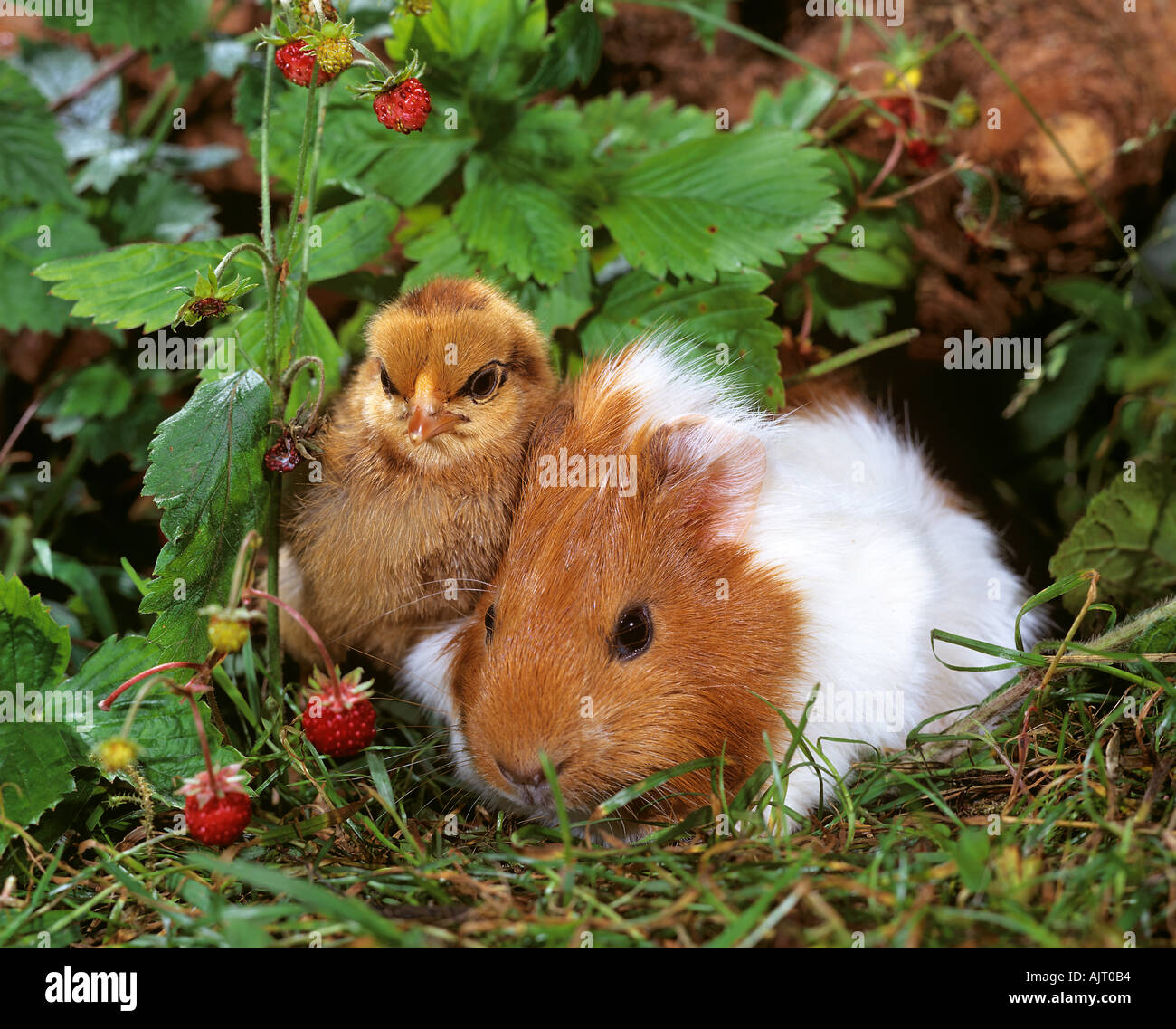 Pig and domestic fowl hi-res stock photography and images - Alamy