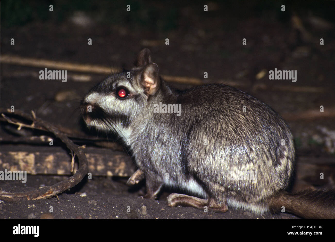 A Vizcacha (Lagostomus maximus). A rodent with nocturnal habits. Entre ...
