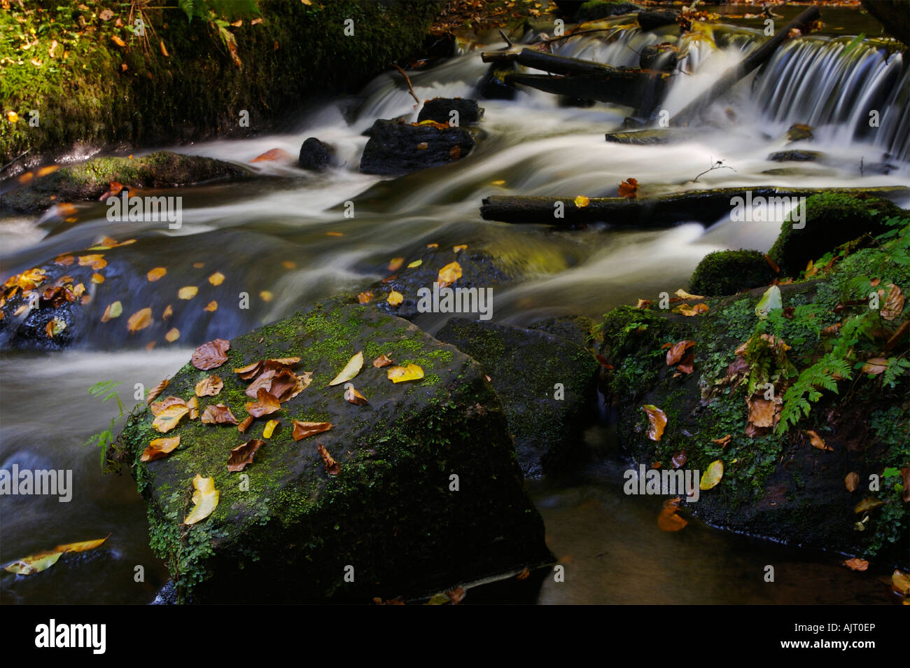 Brook run in autumn into a german forest Stock Photo - Alamy
