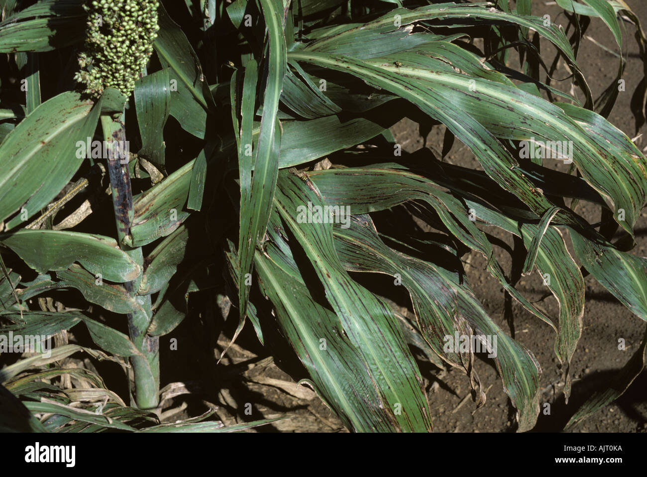 Streaky spot (Xanthomonas vasicola pv. holcicolas) necrotic leaf ...