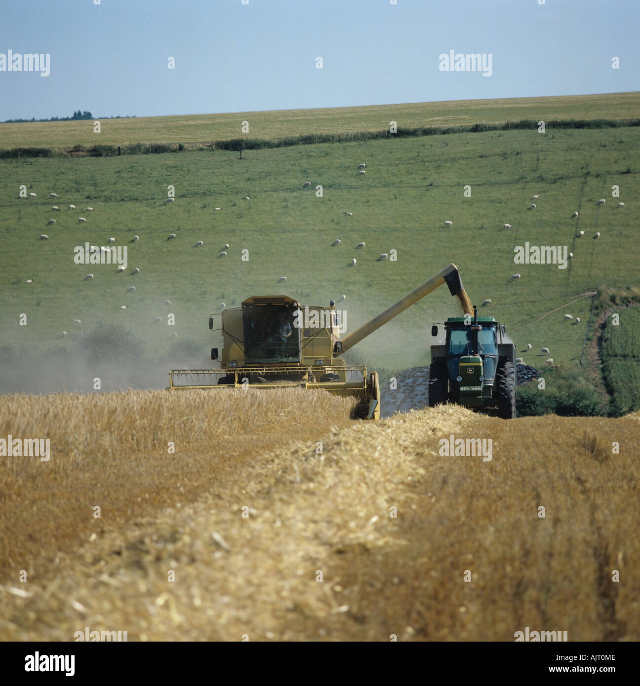 New Holland combine harvesting barley crop with sheep on hill behind ...