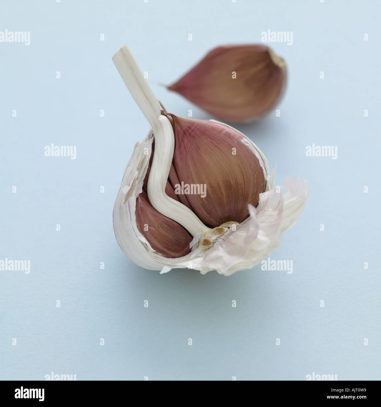 Garlic on pale blue background Stock Photo - Alamy