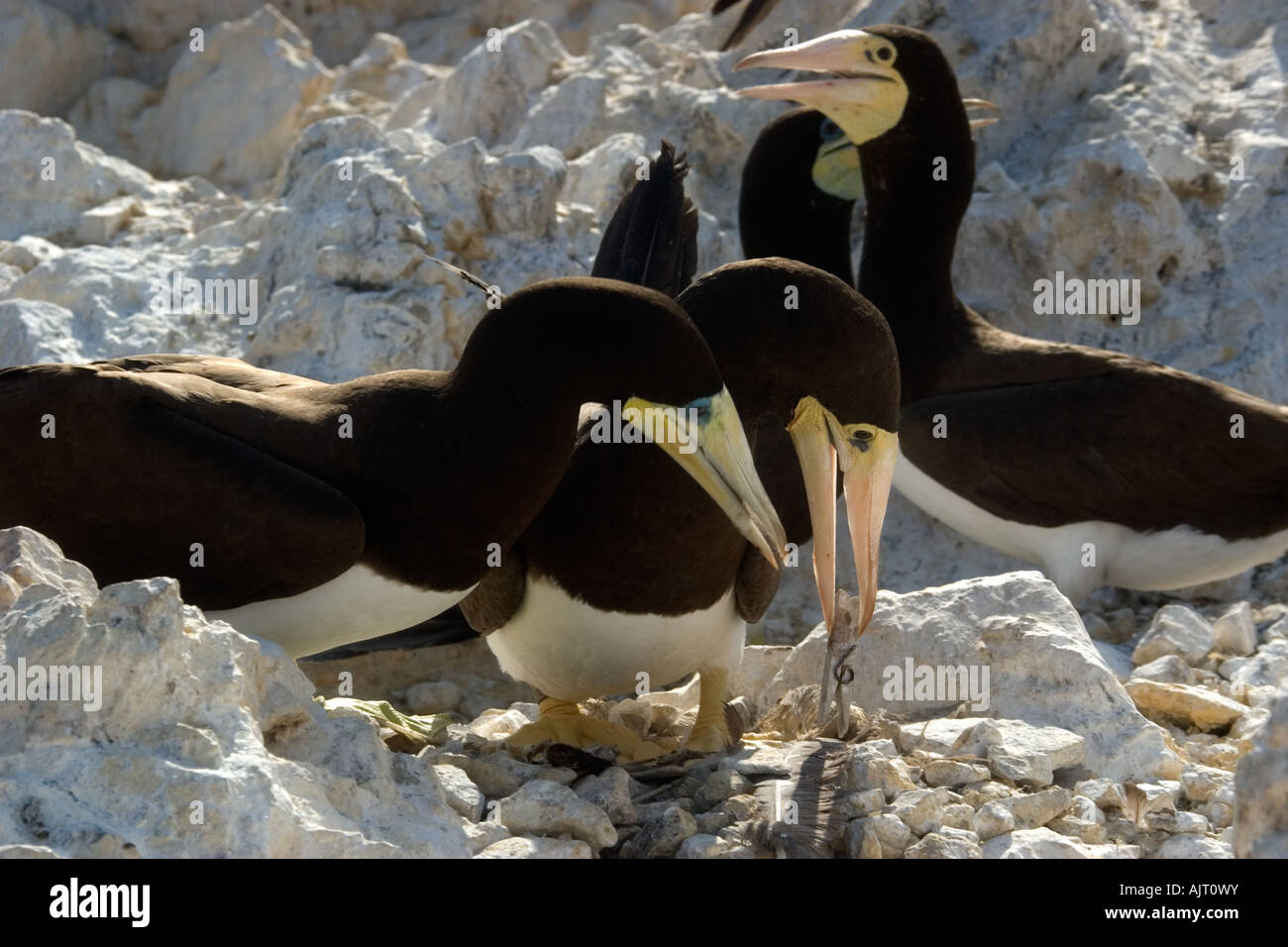 Brown booby Sula leucogaster couple displaying nesting behavior St ...