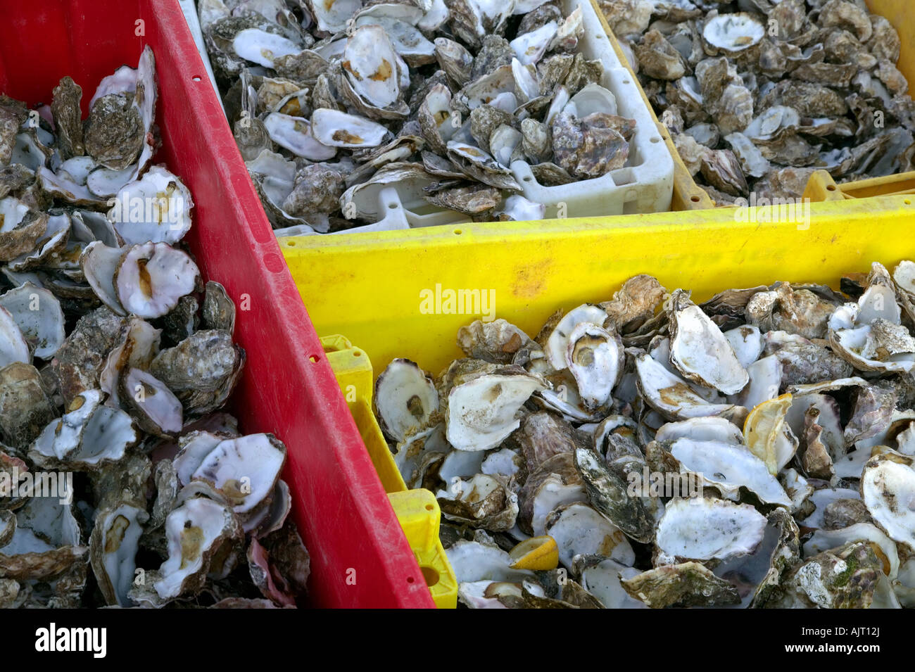 Oyster shells hi-res stock photography and images - Alamy