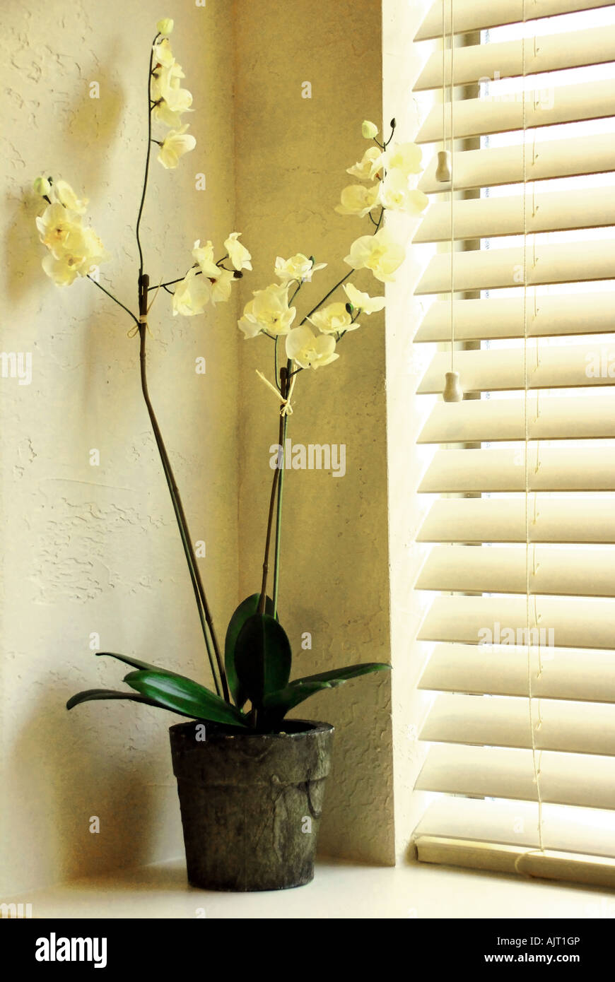 flower by window Stock Photo - Alamy