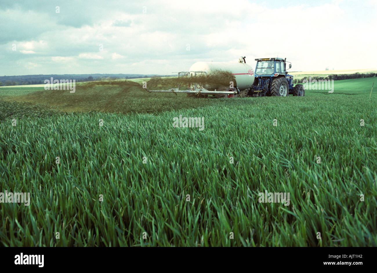 Tractor with Tramspreader spreading cattle slurry onto spring wheat ...