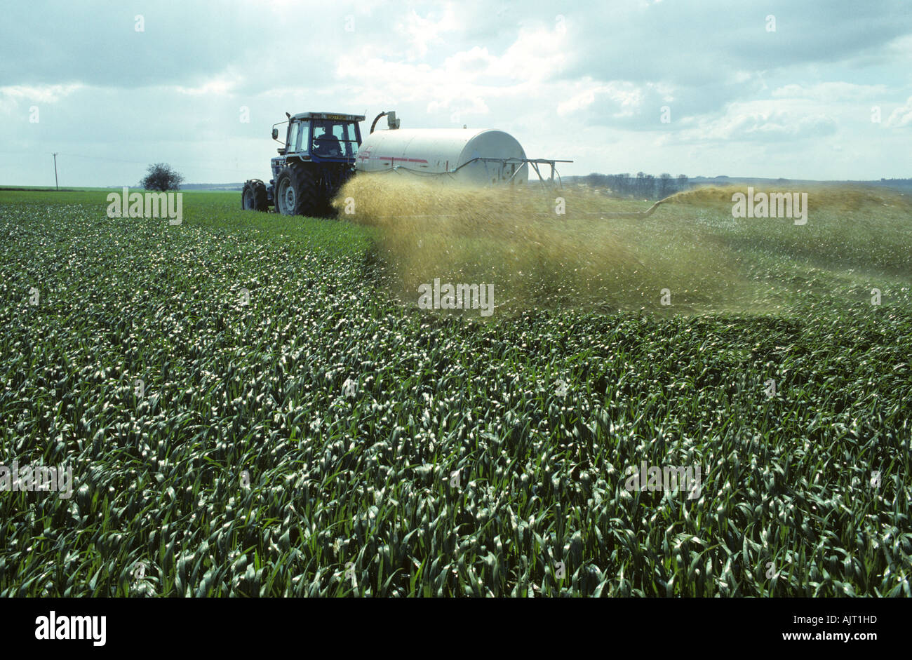 Tractor with Tramspreader spreading cattle slurry onto spring wheat ...