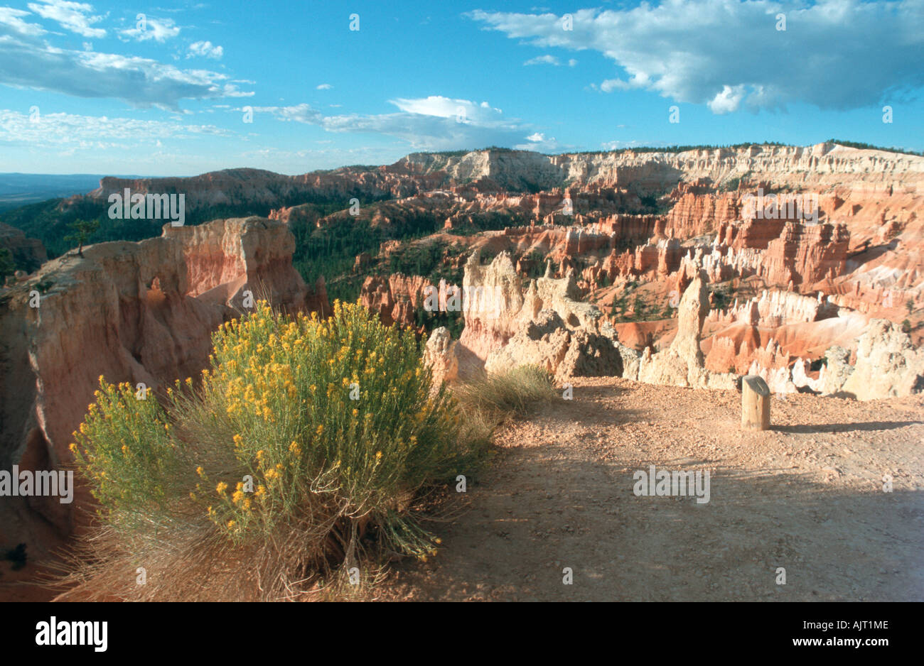 Bryce national park flower hi-res stock photography and images - Alamy