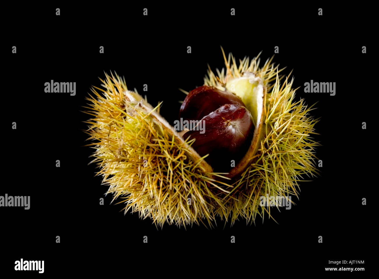 Castanea nut fruit hi-res stock photography and images - Alamy
