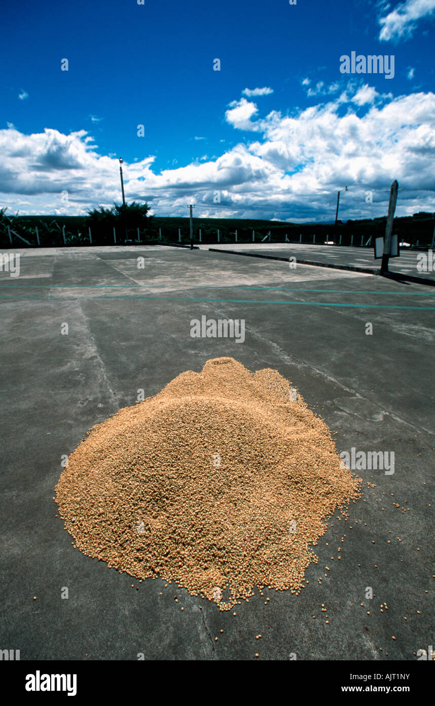 Ripen drying hi-res stock photography and images - Alamy