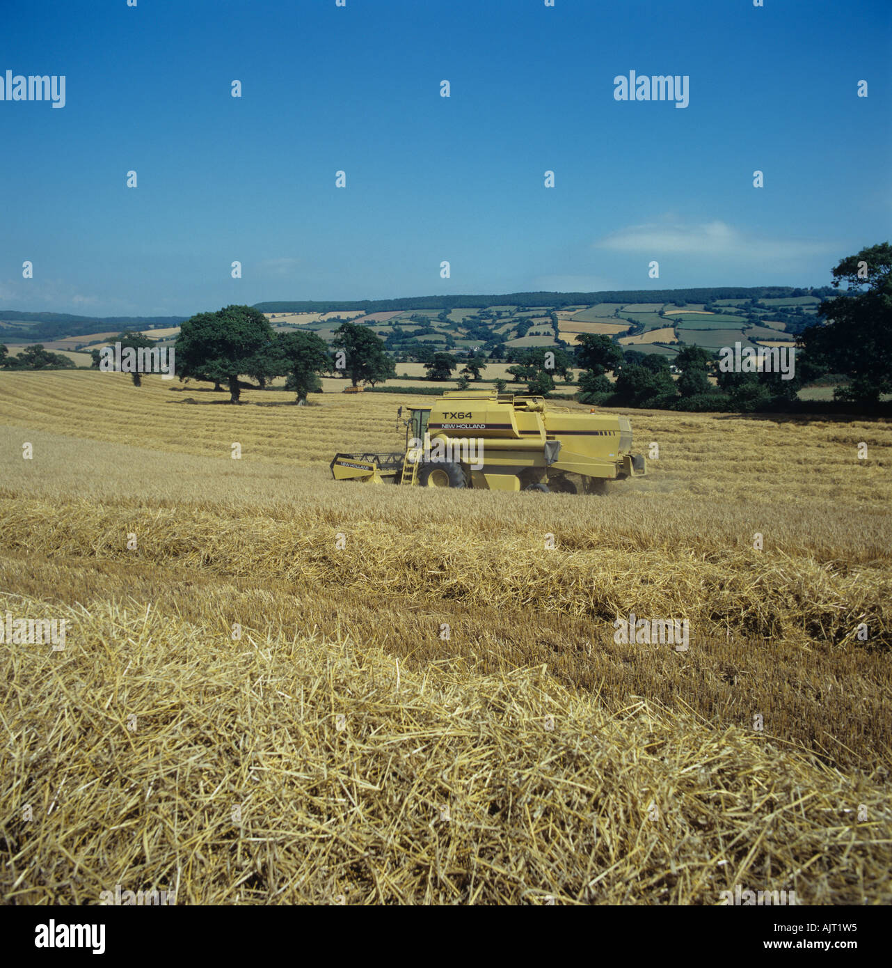 New Holland TX64 combine harvesting winter barley crop Devon Stock ...