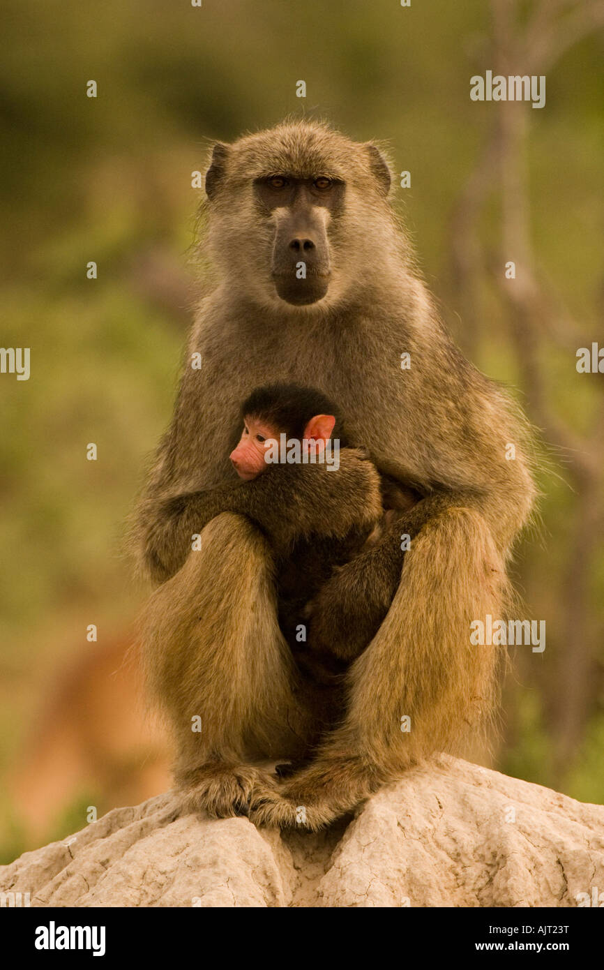 Adult baboon holding pink eared baby baboon on Mombo Island in the ...