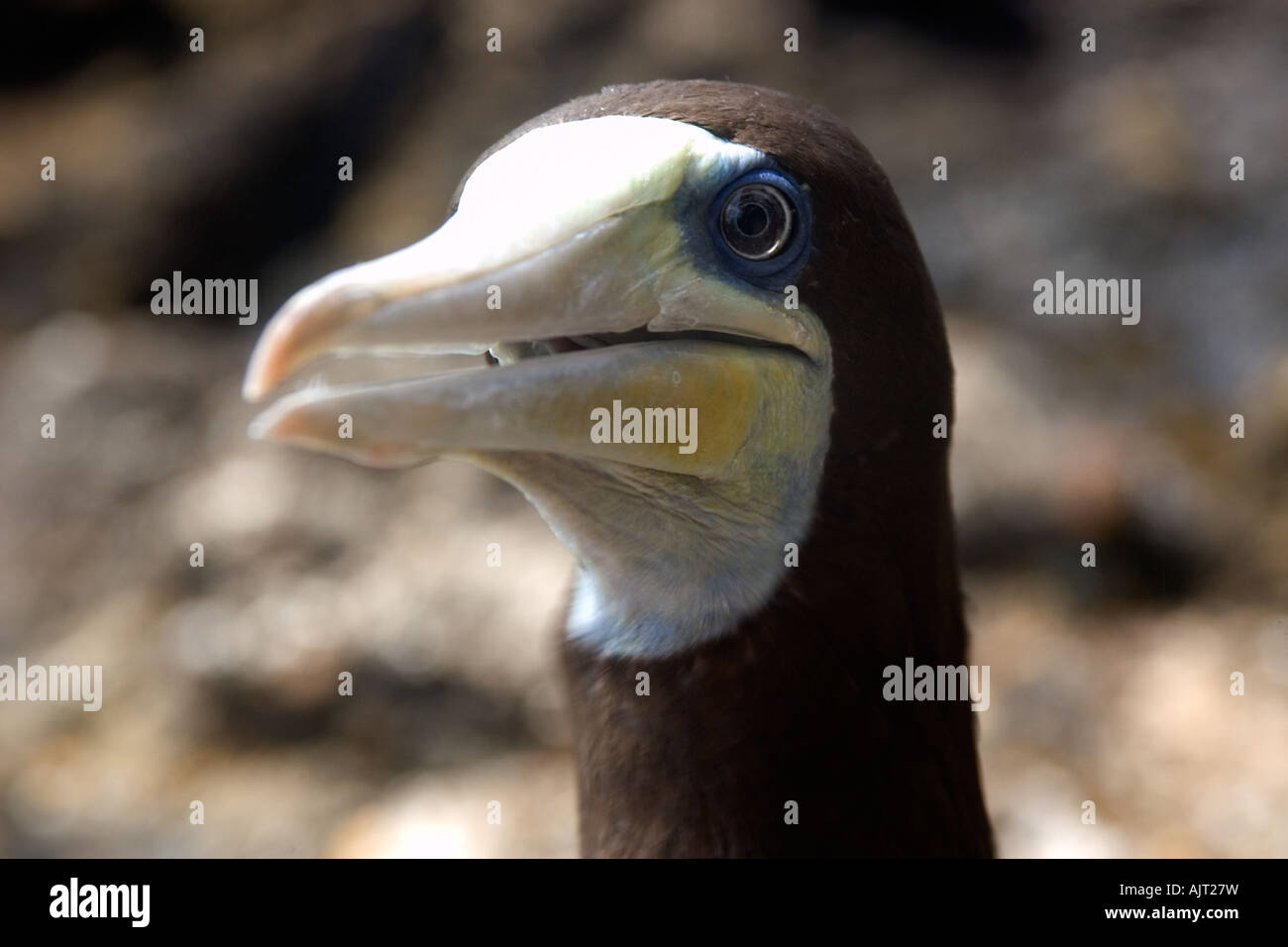 Sula leucogaster sao pedro hi-res stock photography and images - Alamy