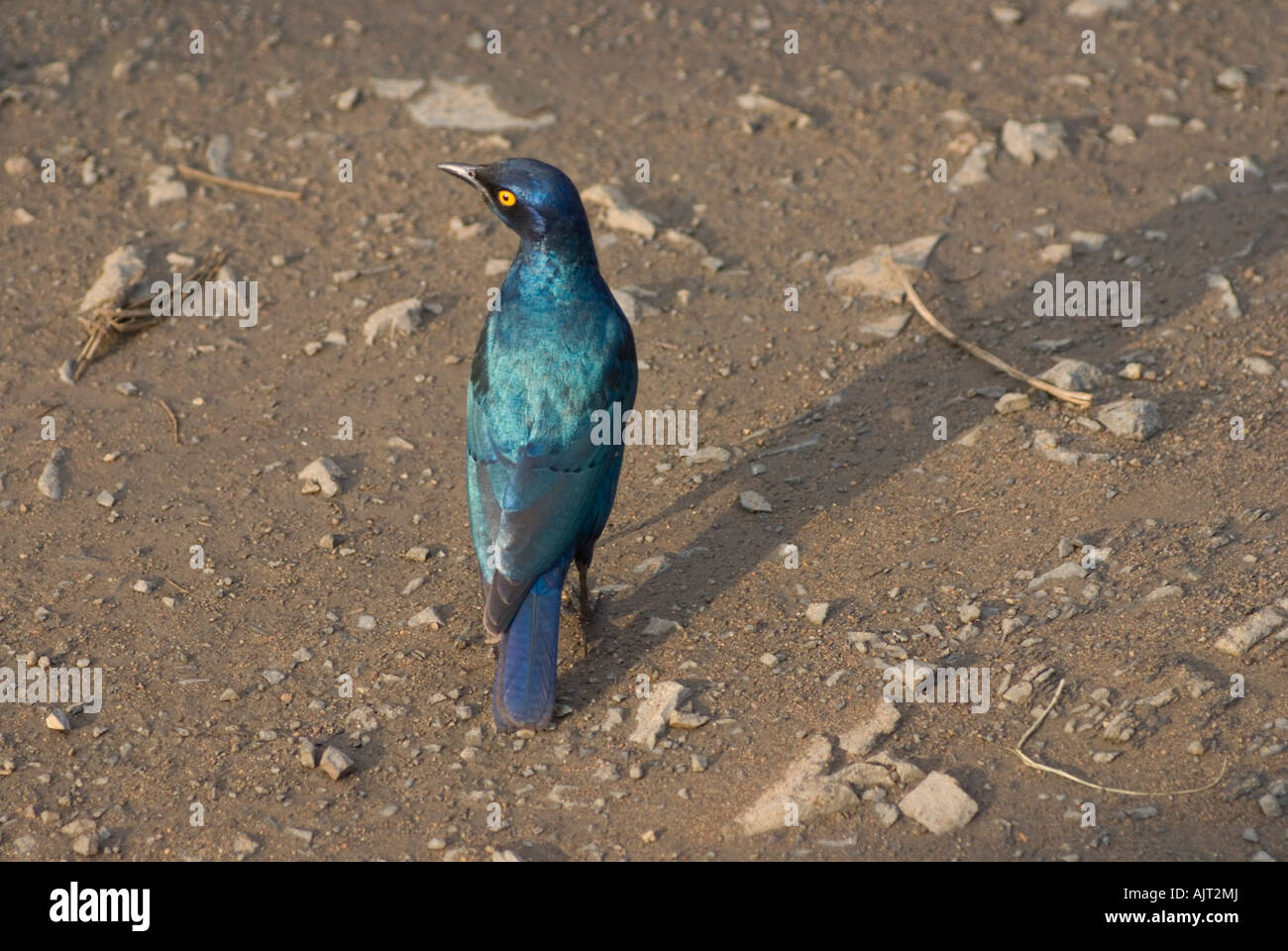 A little azure bird (Lamprotornis nitens) crossed the road during a ...