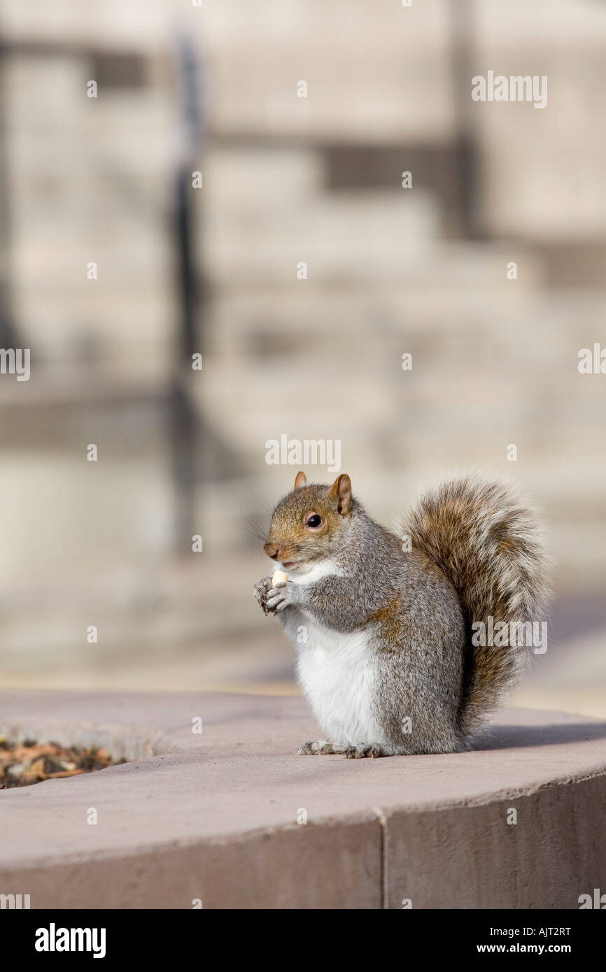 Minnesota USA Minneapolis North American red squirrel in the city ...
