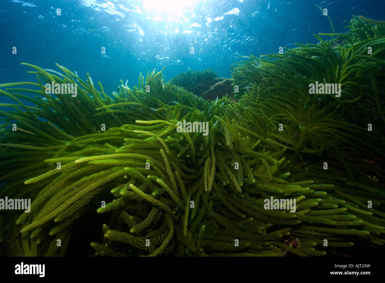 Green algae Caulerpa racemosa St Peter and St Paul s rocks Brazil ...