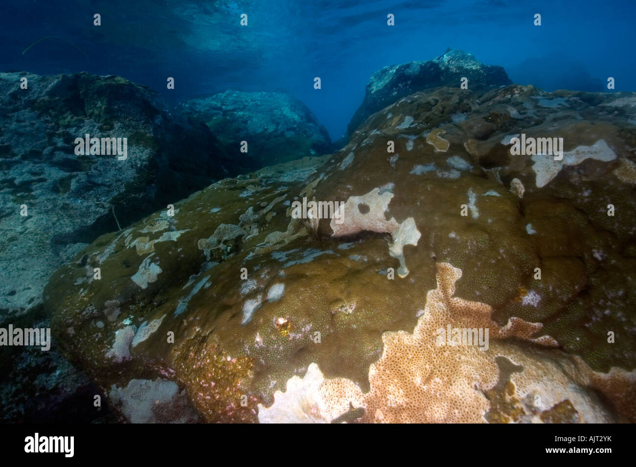 Rock covered with encrusting zoanthid Palythoa caribaeorum St Peter and ...